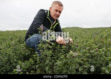 08 October 2020, Thuringia, Nöbdenitz: Peppermint plants grow on a ...