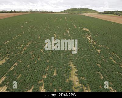 08 October 2020, Thuringia, Nöbdenitz: Peppermint plants grow on a ...