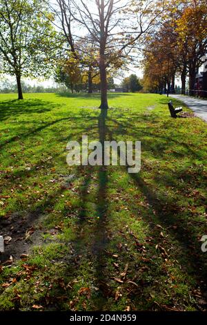Long tree shadows in autumn Stock Photo - Alamy