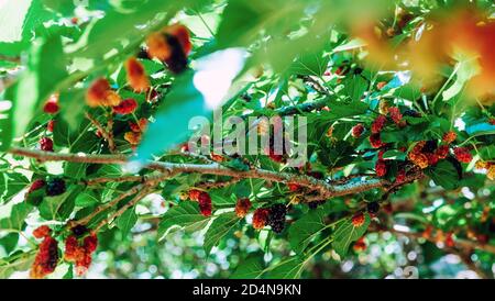 Image of Fresh mulberries on the branch in farm Stock Photo - Alamy