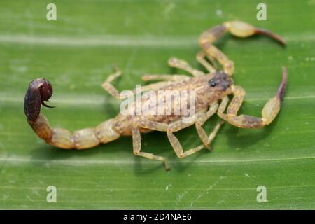 Israeli Yellow Scorpion stinger and tail. Leiurus hebraeus, the Hebrew ...