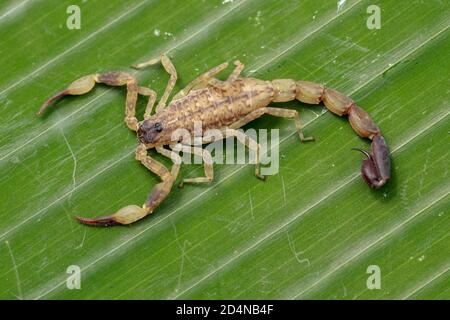 Israeli Yellow Scorpion stinger and tail. Leiurus hebraeus, the Hebrew ...
