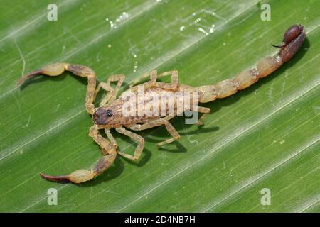 Deathstalker scorpion, or Israeli yellow scorpion (Leiurus ...