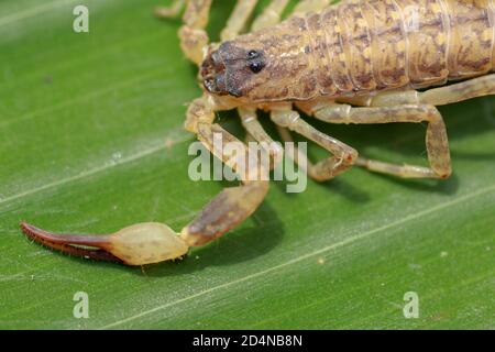 A scorpion pincer pedipalp up close. Swimming Scorpion, Chinese ...