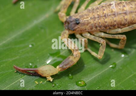 A scorpion pincer pedipalp up close. Leiurus hebraeus, the Hebrew ...