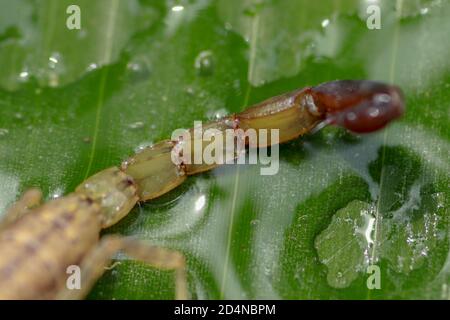 Israeli Yellow Scorpion stinger and tail. Leiurus hebraeus, the Hebrew ...