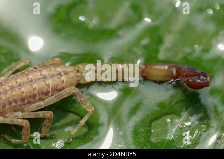 Israeli Yellow Scorpion stinger and tail. Leiurus hebraeus, the Hebrew ...