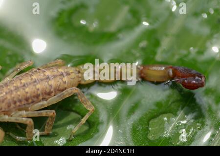 Israeli Yellow Scorpion stinger and tail. Leiurus hebraeus, the Hebrew ...