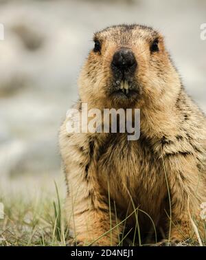 Portrait of Himalayan Marmot sitting in the area of Pangong lake Stock ...