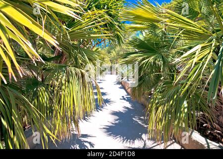 Palm tree jungle in Palmizana arboretum, Pakleni Otoci archipelago ...