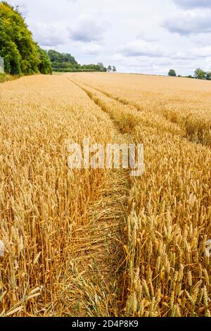 Wide view of a ripening wheat field in a rural agricultural landscape ...