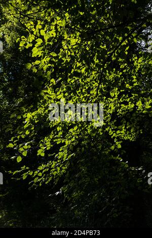 white alder (Alnus rhombifolia Stock Photo - Alamy