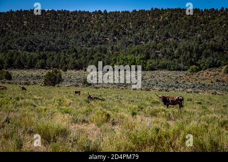Open Range Longhorn Cattle Stock Photo - Alamy