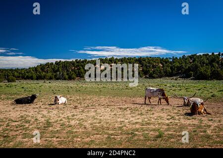 Open Range Longhorn Cattle Stock Photo - Alamy