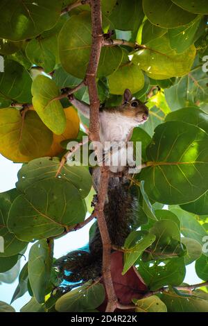 A brown squirrel behind branches Stock Photo - Alamy