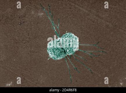 Monocyte white blood cell. Scanning electron micrograph (SEM) of a ...