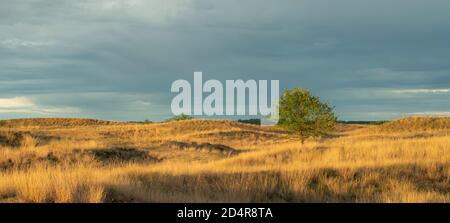 Lone tree in fall color in vast pasture. Near Ennis Montana Stock Photo ...