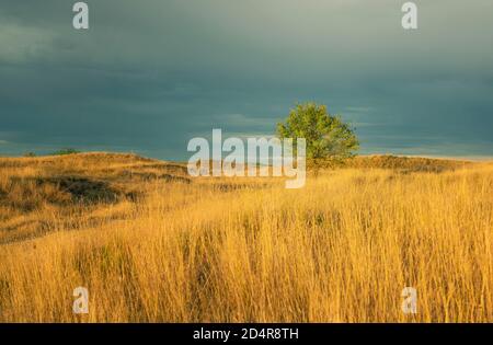 Lone tree in fall color in vast pasture. Near Ennis Montana Stock Photo ...