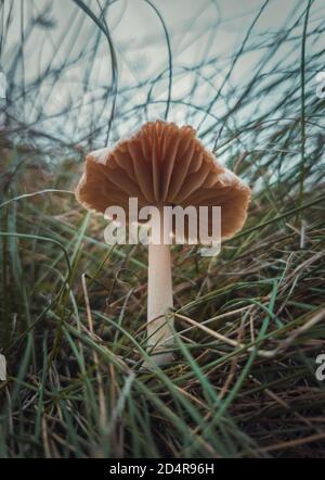 A vertical shot of fungi growing on a tree Stock Photo - Alamy