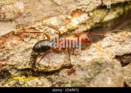 Carpenter Ant (Camponotus discolor Stock Photo - Alamy