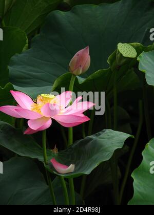 Vertical shot of blooming pink lotus flowers in the greenery Stock ...