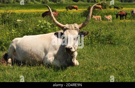 Podolian cattle, big gray cattle with long horns (gray steppe cattle or ...