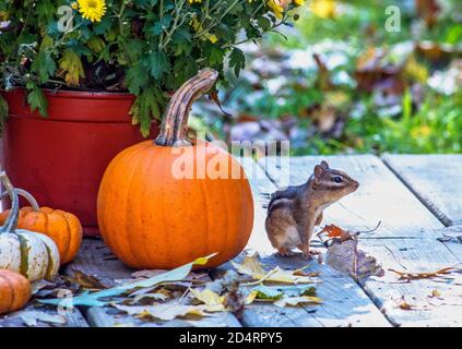 Cute chipmunk poses with pumpkins in this fun fall scene Stock Photo ...