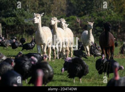 Turkeys are guarded from foxes by Alpacas at Copas Traditional Turkeys ...
