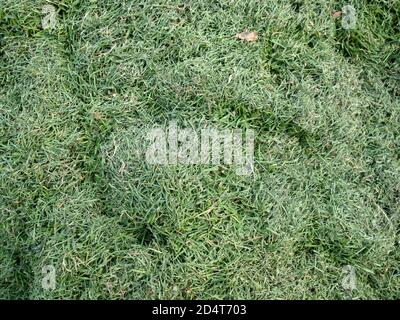 Decay harvested grass in big green smell mound in corner of garden ...
