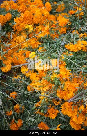 Oaxaca Day of the Dead orange flower shine Stock Photo - Alamy