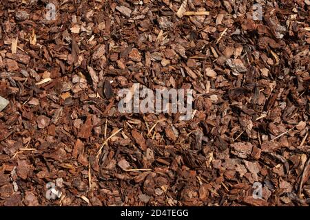 cut pine bark inside an Italian forest Stock Photo - Alamy