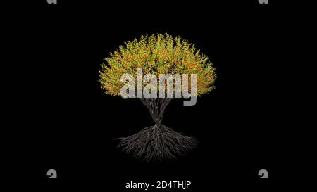 Tree in a spherical shape. Seasonal transition on black background. Eco ...