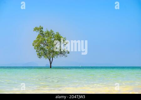Panorama of Klong Muang beach, Krabi, Thailand Stock Photo - Alamy