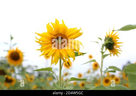Three beautiful sunflower flowers. Blooming yellow sunflowers Stock ...
