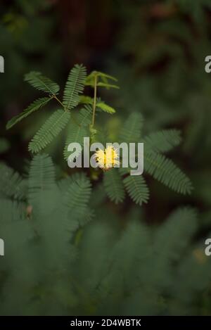 Yellow Puff, Neptunia lutea, leaves Stock Photo - Alamy