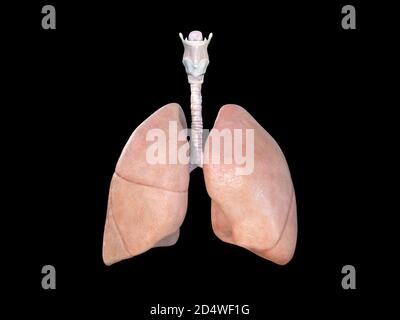Human body anatomy, lungs and cough. Medicinal product to dissolve ...