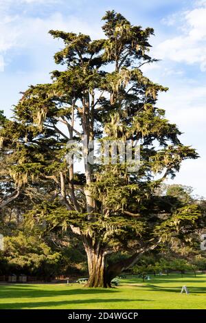 Monterey Cypress (Hesperocyparis macrocarpa) San Francisco, California ...
