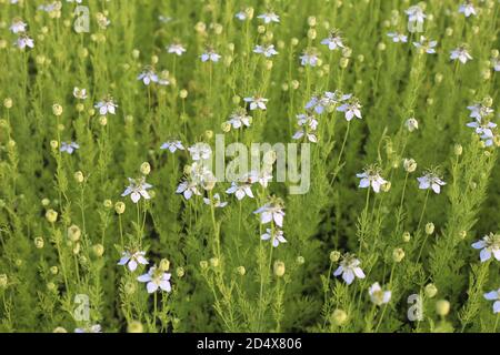 Green black cumin plant growing on the field with flower Stock Photo ...