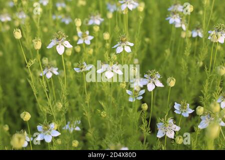 Green black cumin plant growing on the field with flower Stock Photo ...