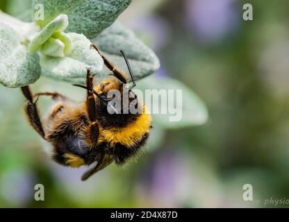 a bee doing exercise Stock Photo - Alamy
