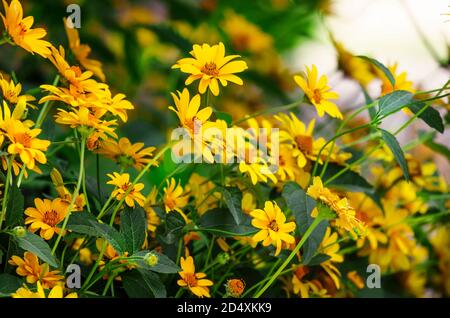 Thymophyllia,yellow flowers, natural summer background, blurred image ...