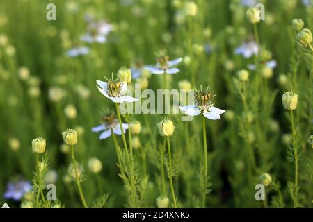 Green black cumin growing on the field with flower Stock Photo - Alamy