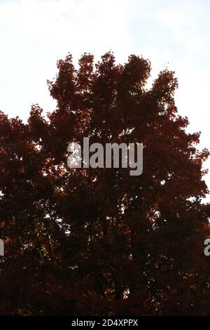 Colorful sugar maple tree showing its bright fall colors in the woods ...
