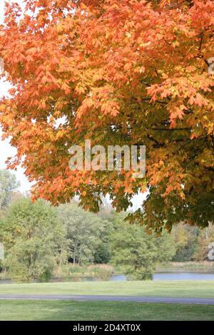 Colorful sugar maple tree showing its bright fall colors in the woods ...