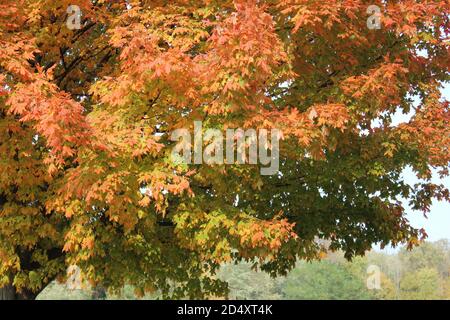 The beautiful fall colors showing themselves on an autumn day in the ...
