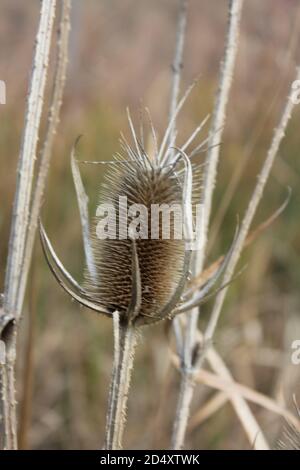 Dry thistle growing on a beautiful fall day Stock Photo - Alamy