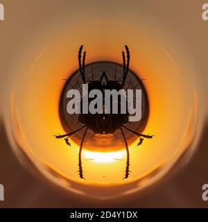 Close-up of The sun sets with bright light Stock Photo - Alamy