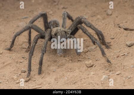 Tarantula - Aphonopelma, Contra Costa County, California, USA, Fall ...