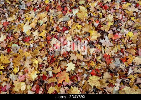 abstract background showing a spread color chart Stock Photo - Alamy