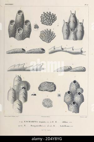 Bryozoa (also known as the Polyzoa, Ectoprocta or commonly as moss ...